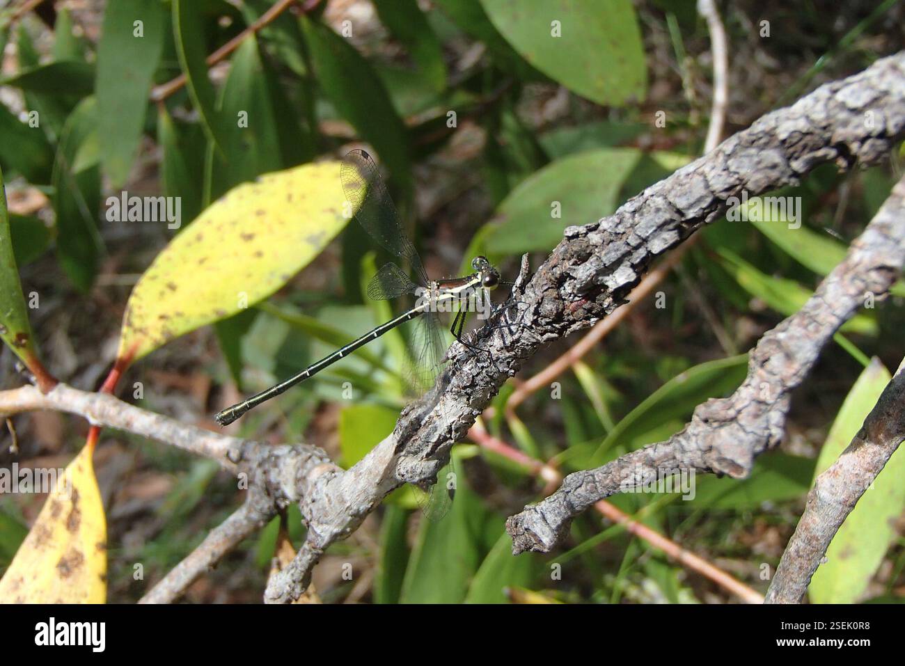 grey flatwing (Griseargiolestes griseus), Insecta, 62 Railway Parade ...