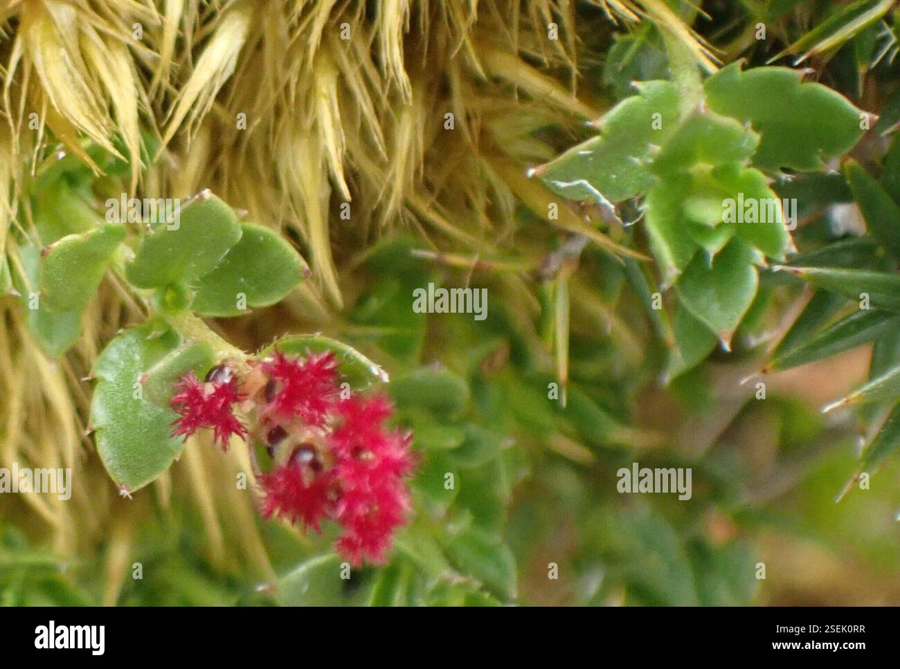 Raspworts (Gonocarpus), Plantae, Tasmania, AU Stock Photo - Alamy