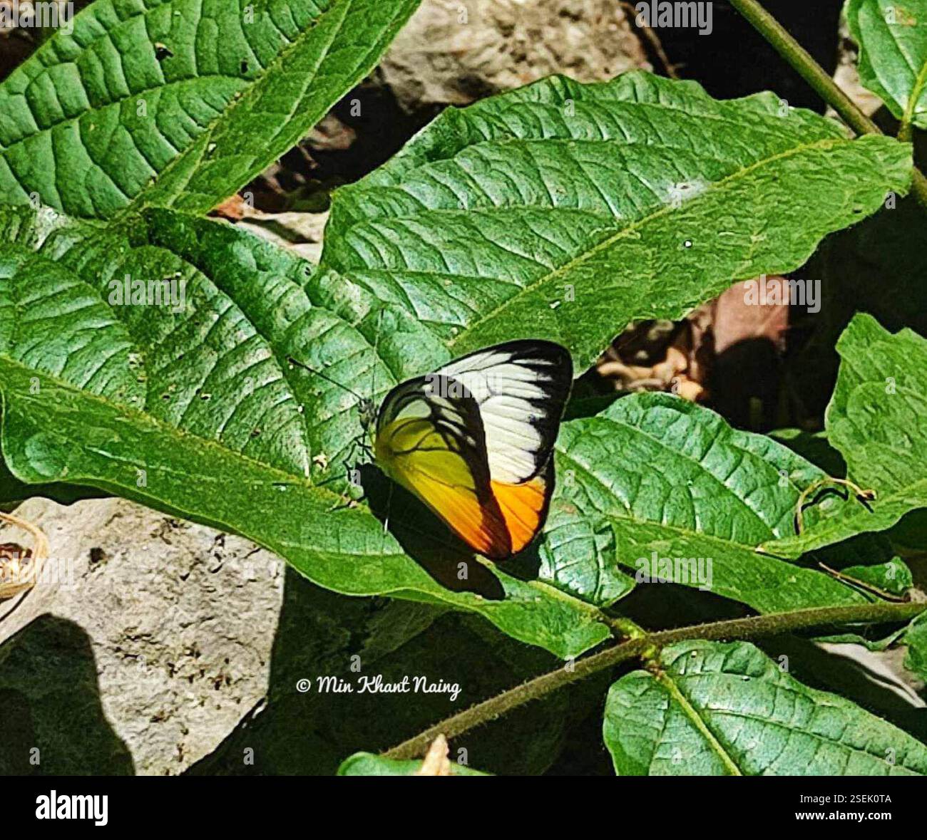 Orange Gull (Cepora iudith), Insecta, Hpa-An Stock Photo - Alamy