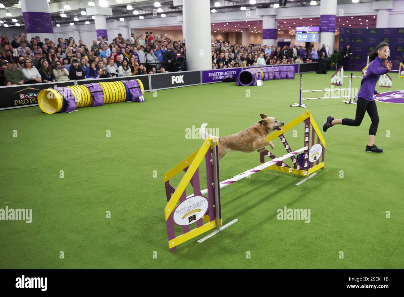 Kimber, an Australian Cattle Dog, competes in the Masters Agility ...