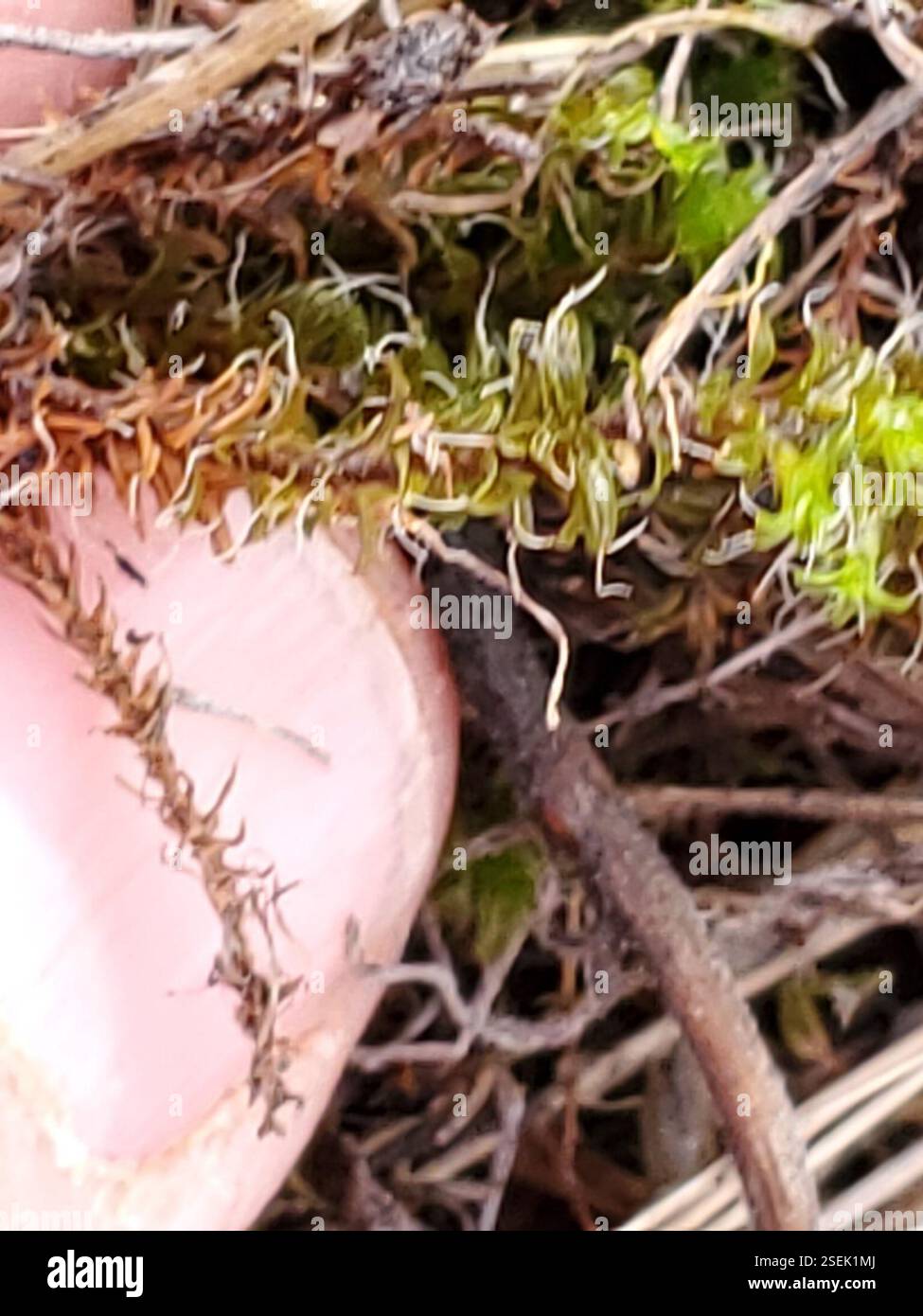 (Syntrichia), Plantae, Fergus County, MT, USA Stock Photo - Alamy