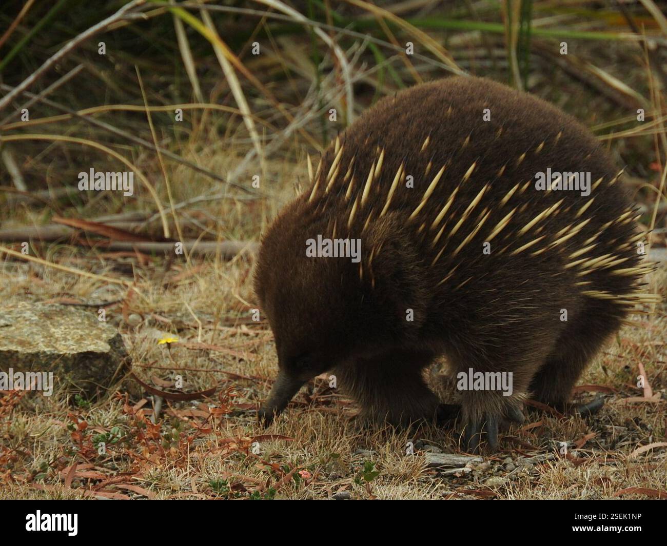Tasmanian Echidna (Tachyglossus aculeatus setosus), Mammalia, Hobart ...