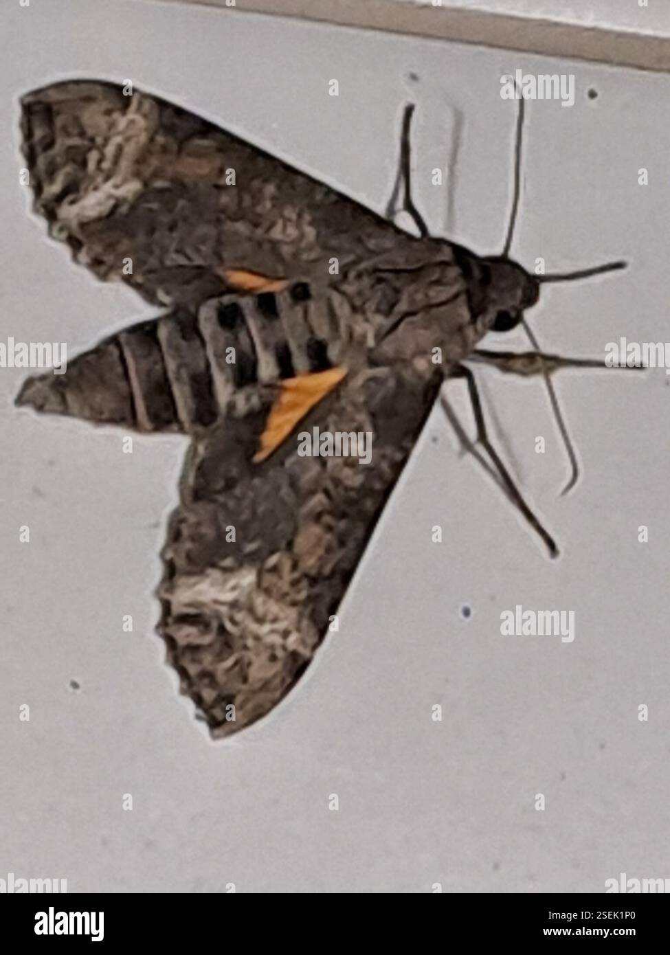 Isognathus sp hi-res stock photography and images - Alamy