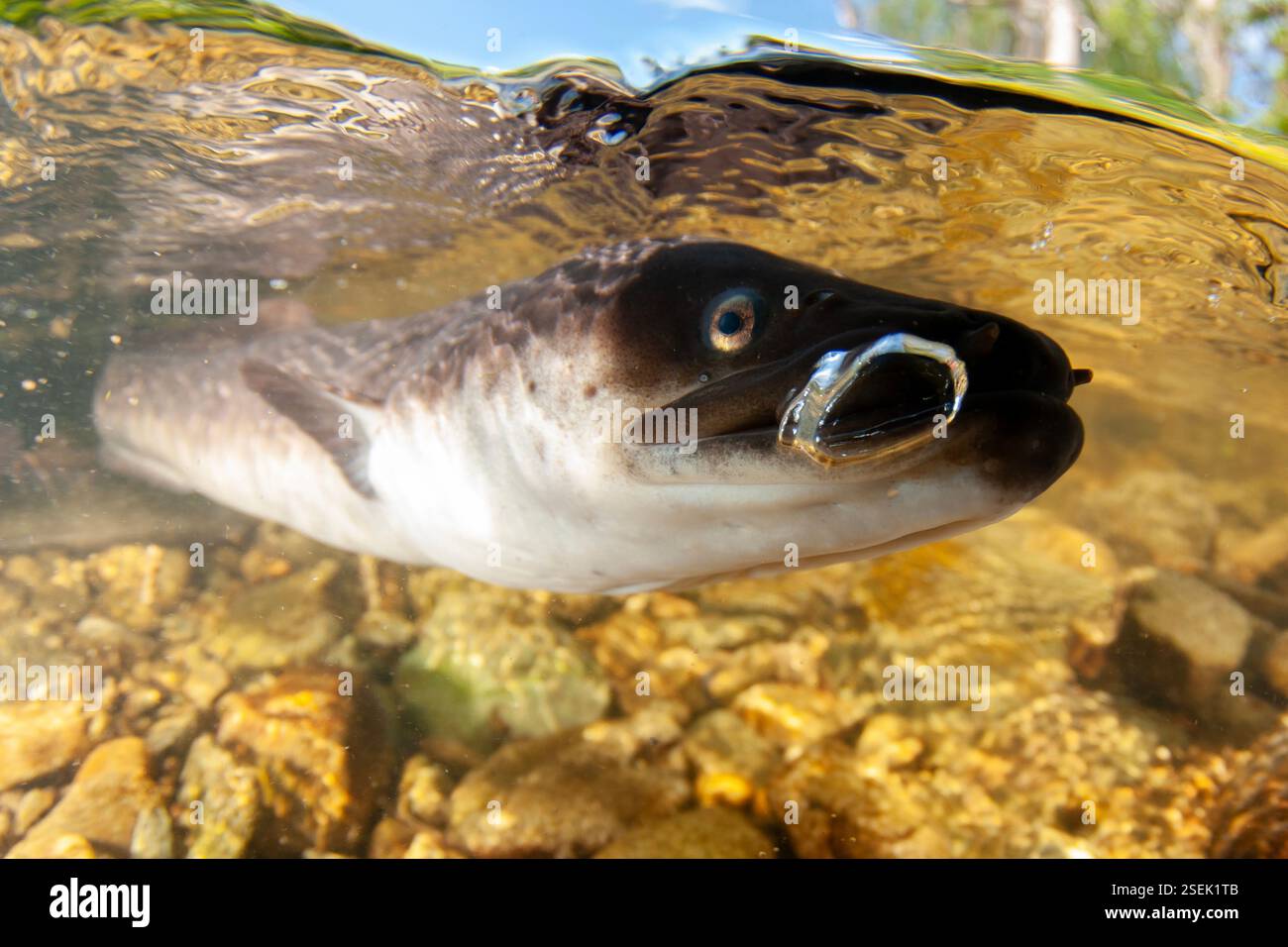 New Zealand Longfin Eel, Anguilla dieffenbachi, in river, Endangered ...