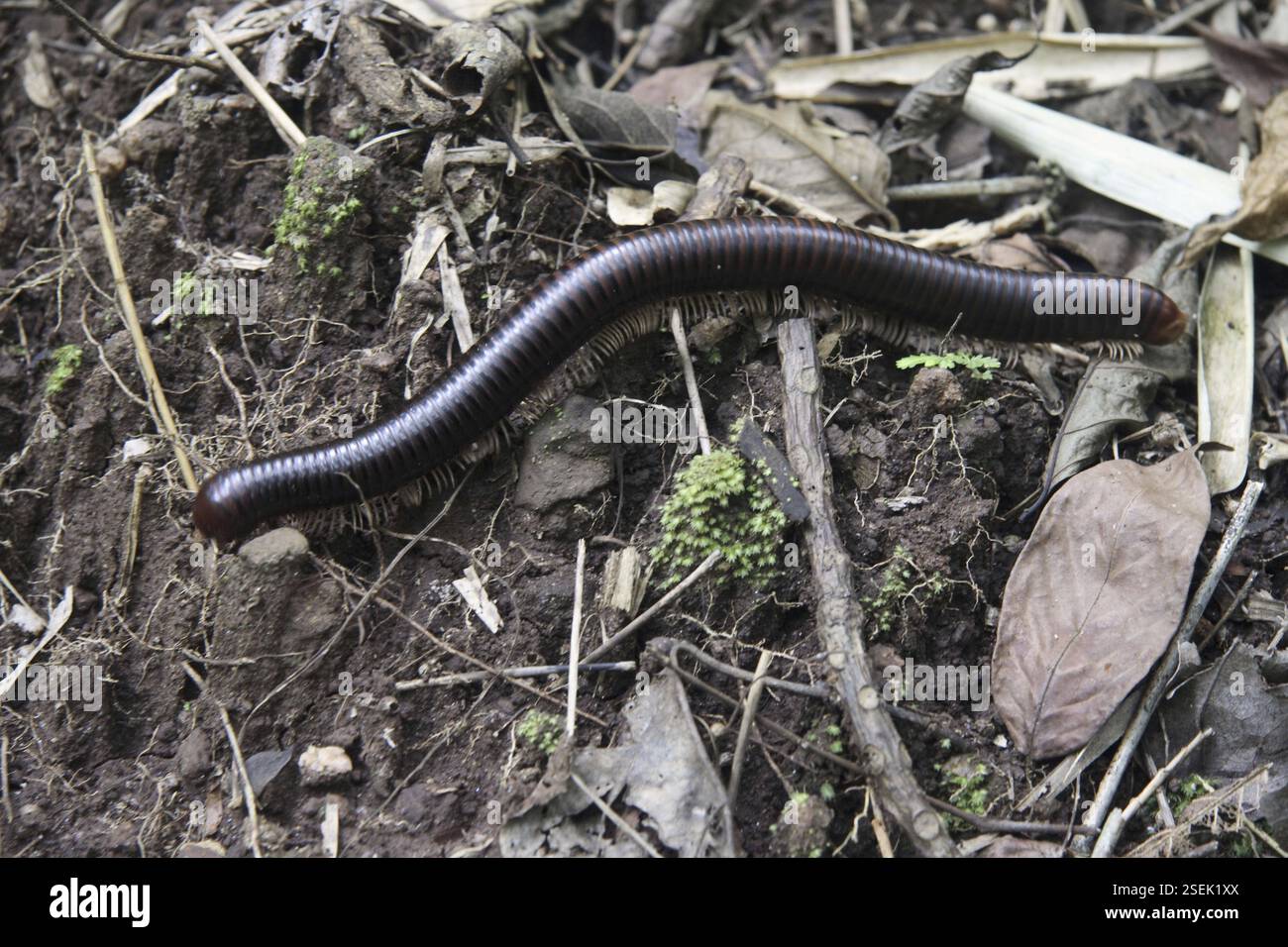 Millipedes in the wild hi-res stock photography and images - Alamy