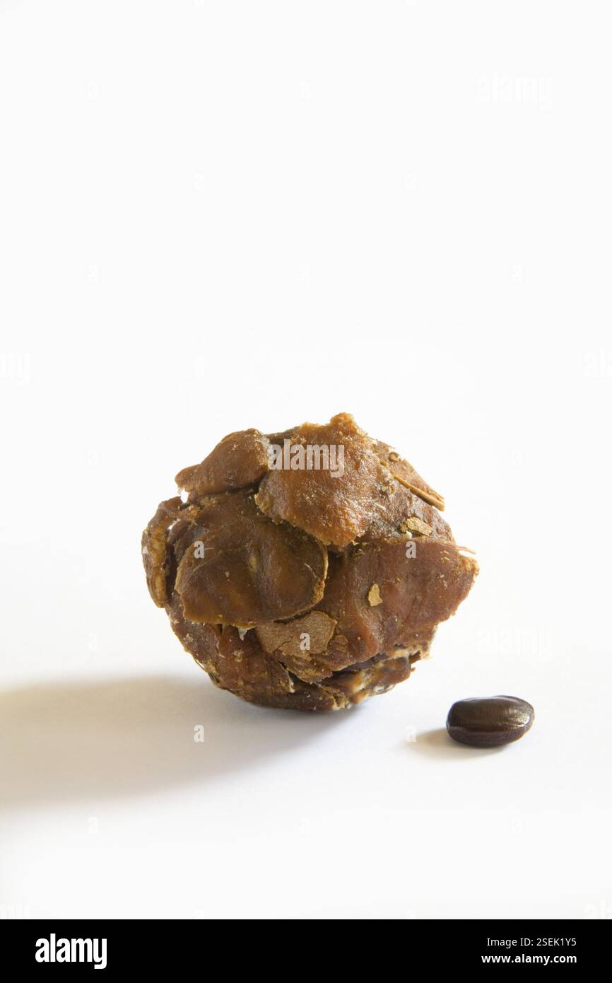 Indian spice, Tamarind imli Tamarindus indica on white background Stock ...