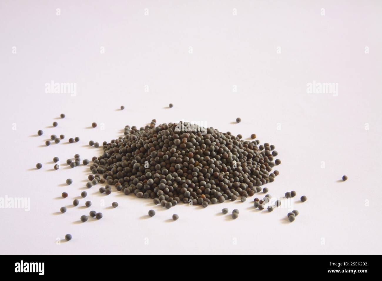 Indian spice, Black Mustard seeds Rai Brassica nigra Brassica juncea ...