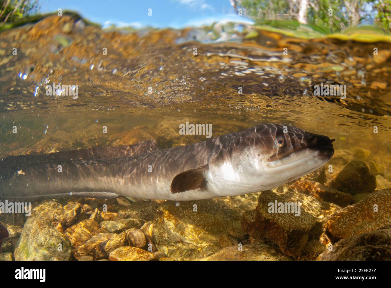 New Zealand Longfin Eel, Anguilla dieffenbachi, in river, Endangered ...