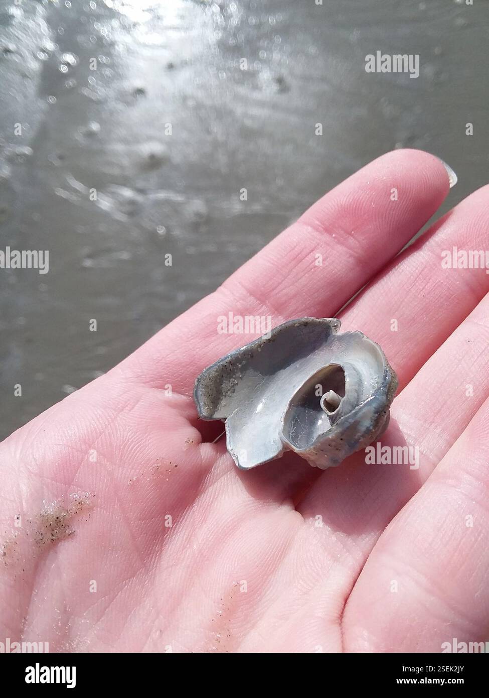 Channeled Whelk (Busycotypus canaliculatus), Mollusca, Beaufort County ...