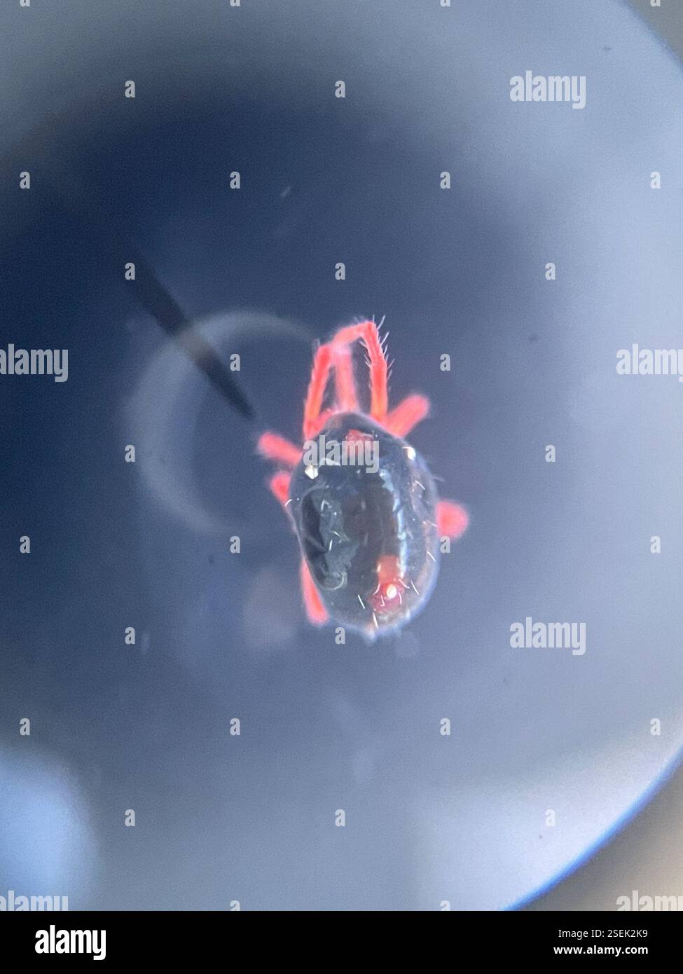 Major mite hi-res stock photography and images - Alamy
