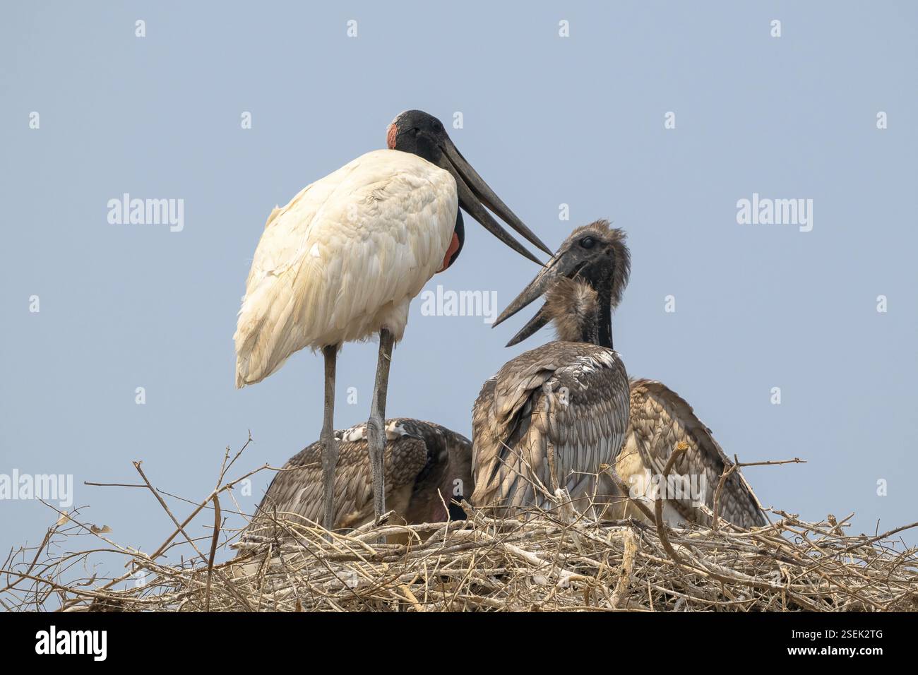 Jabiru (Jabiru mycteria), adult, juvenile, nest, Pantanal, inland ...