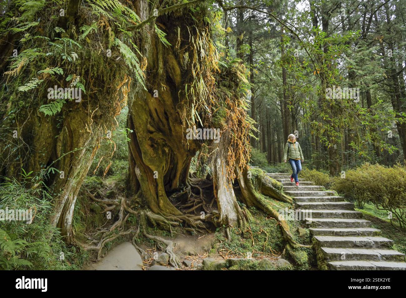 Hiking trail, root, red Taiwan cypress, Alishan National Forest ...