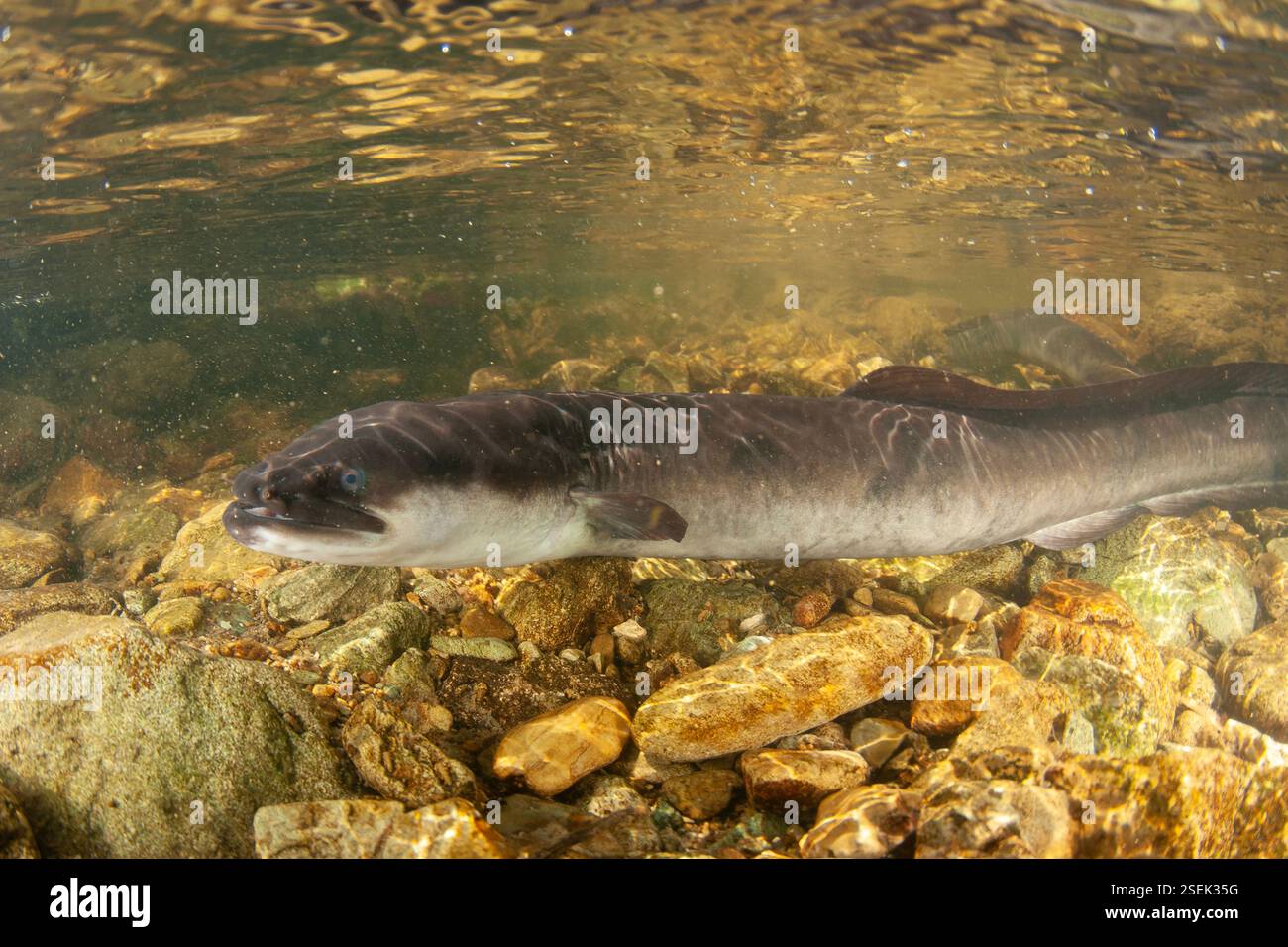 New Zealand Longfin Eel, Anguilla dieffenbachi, in river, Endangered ...