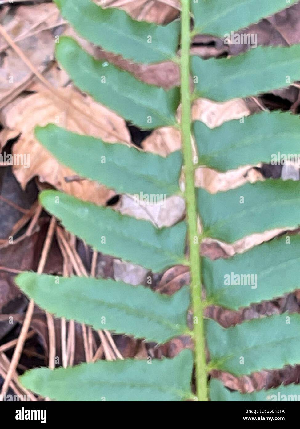 Christmas fern (Polystichum acrostichoides), Plantae, Alfred B. Maclay ...