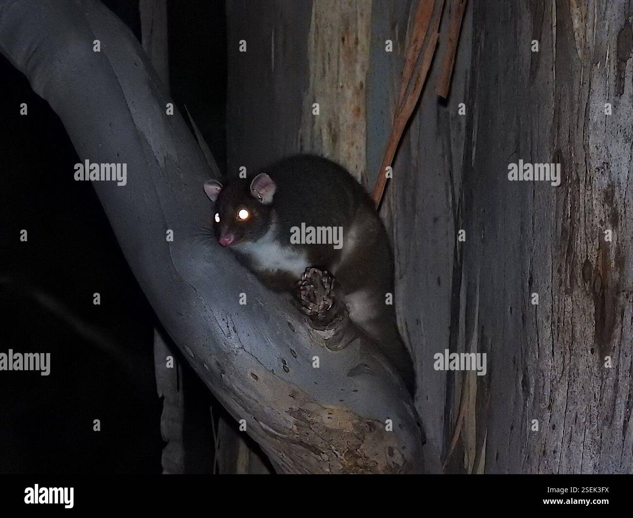 Common Ring-tailed Possum (Pseudocheirus peregrinus), Mammalia, Hobart ...