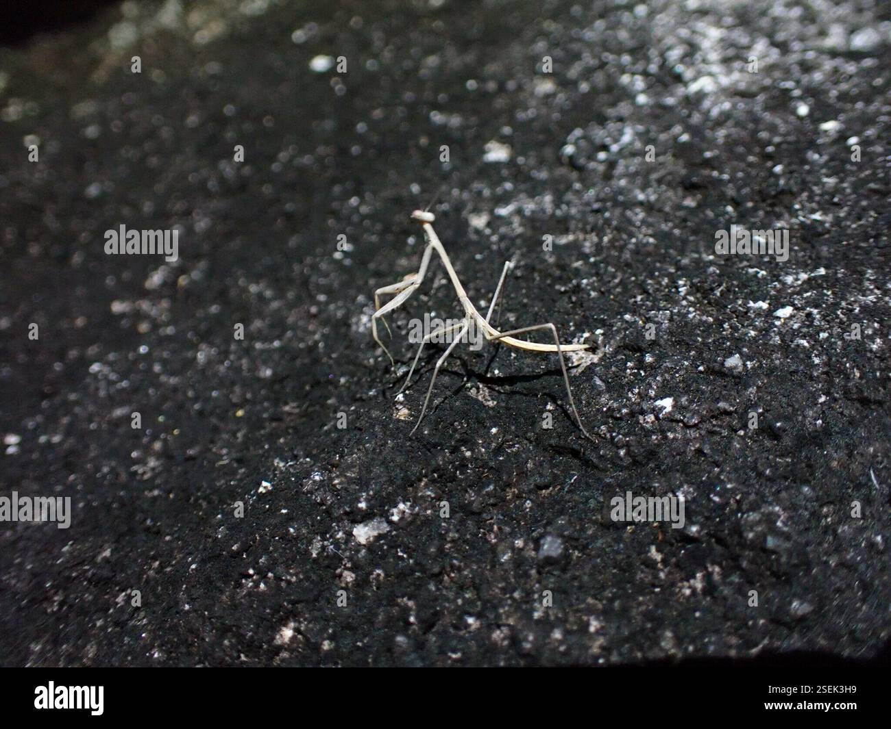 Australian Stick Mantis (Archimantis latistyla), Insecta, Cooktown QLD ...