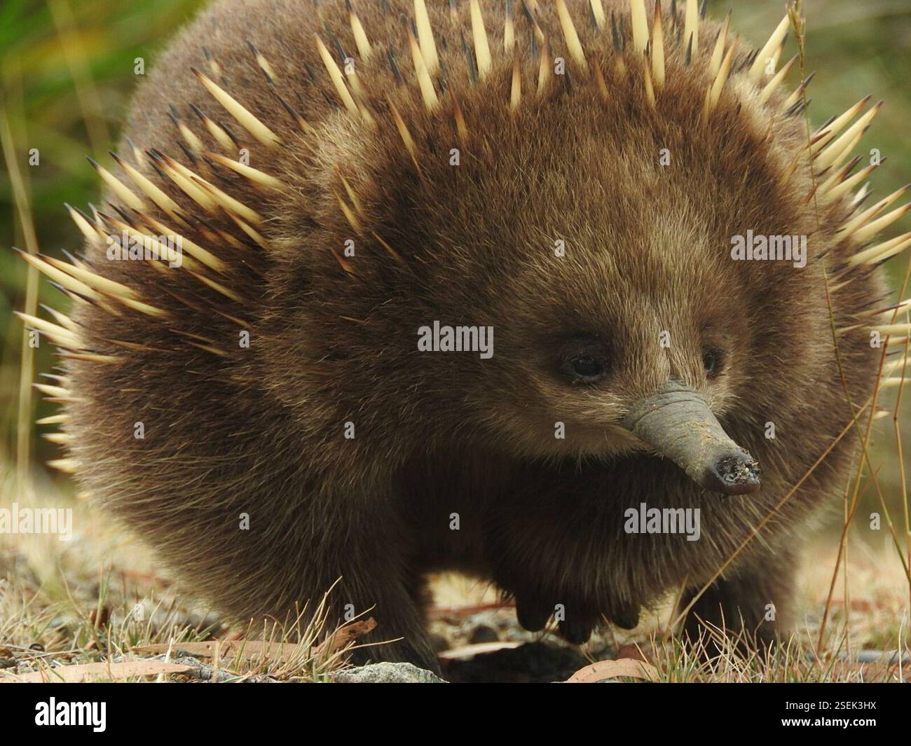 Tasmanian Echidna (Tachyglossus aculeatus setosus), Mammalia, Hobart ...