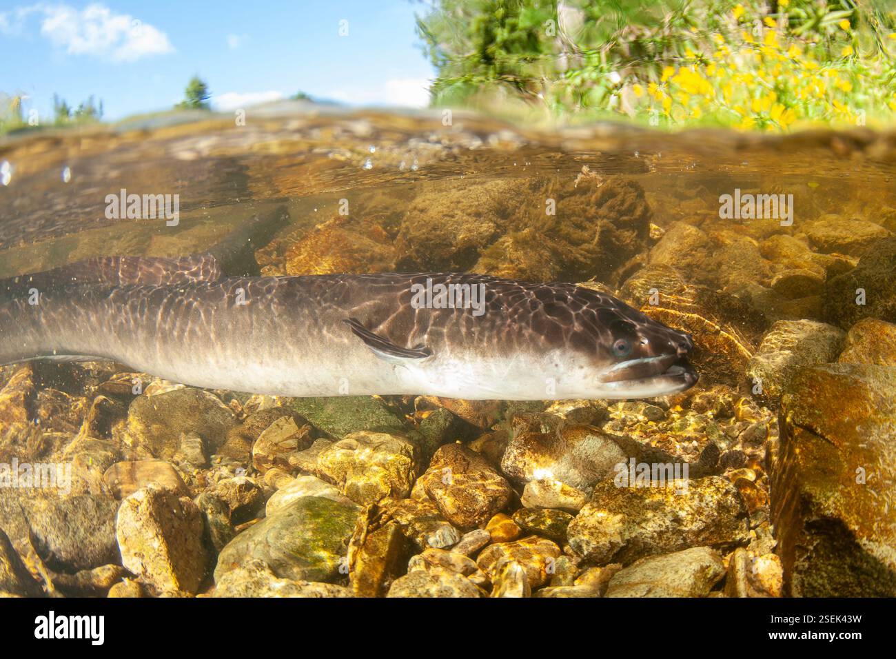 New Zealand Longfin Eel, Anguilla dieffenbachi, in river, Endangered ...