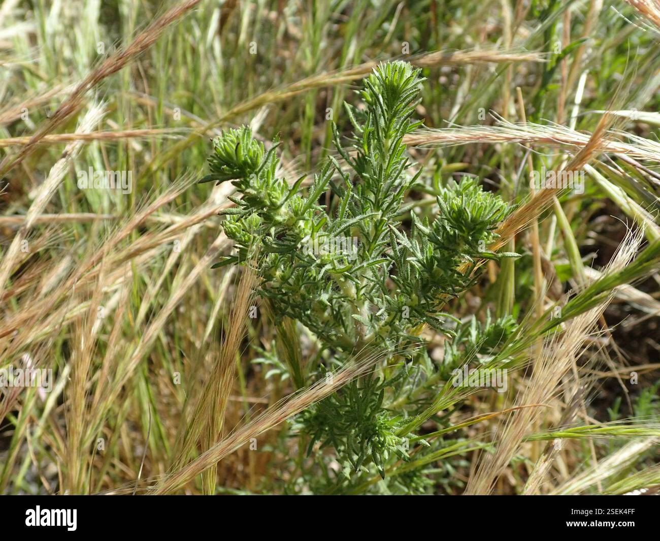 gaviota tarplant (Deinandra increscens villosa), Plantae, Santa Barbara ...