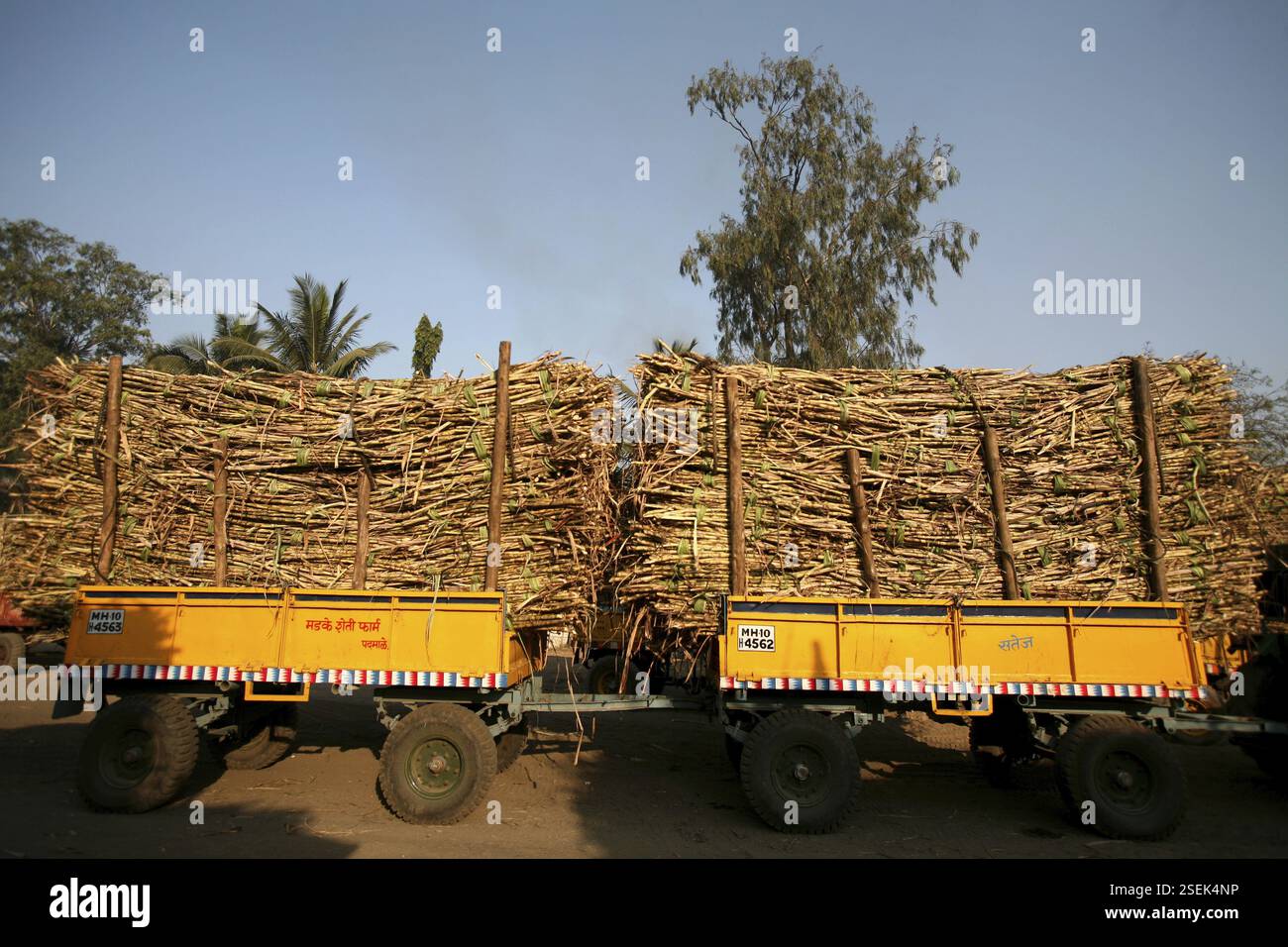 Loads of sugarcane in trolleys attached two trolleys to one tractor to ...