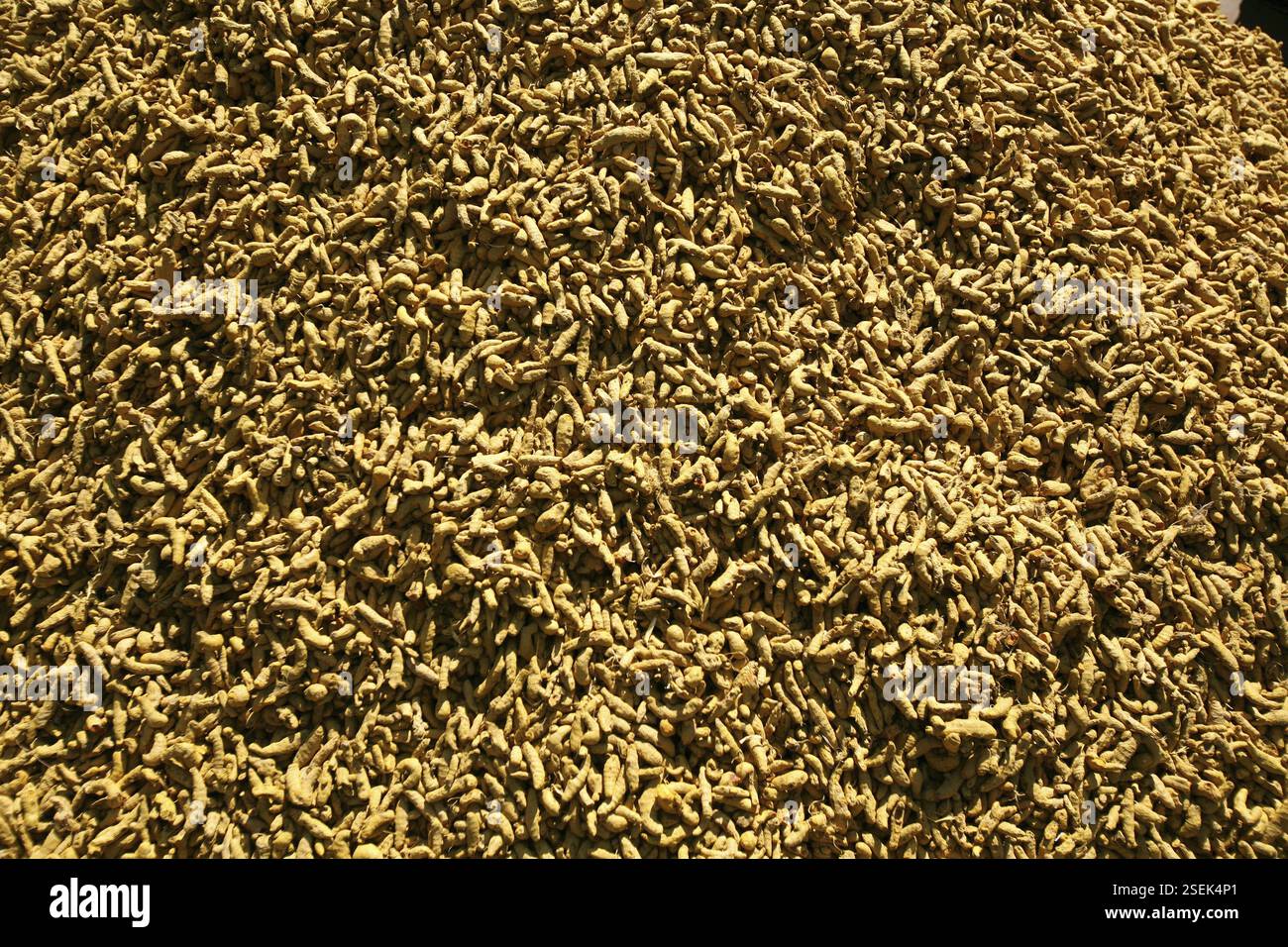 Turmeric Haldi drying Stock Photo - Alamy