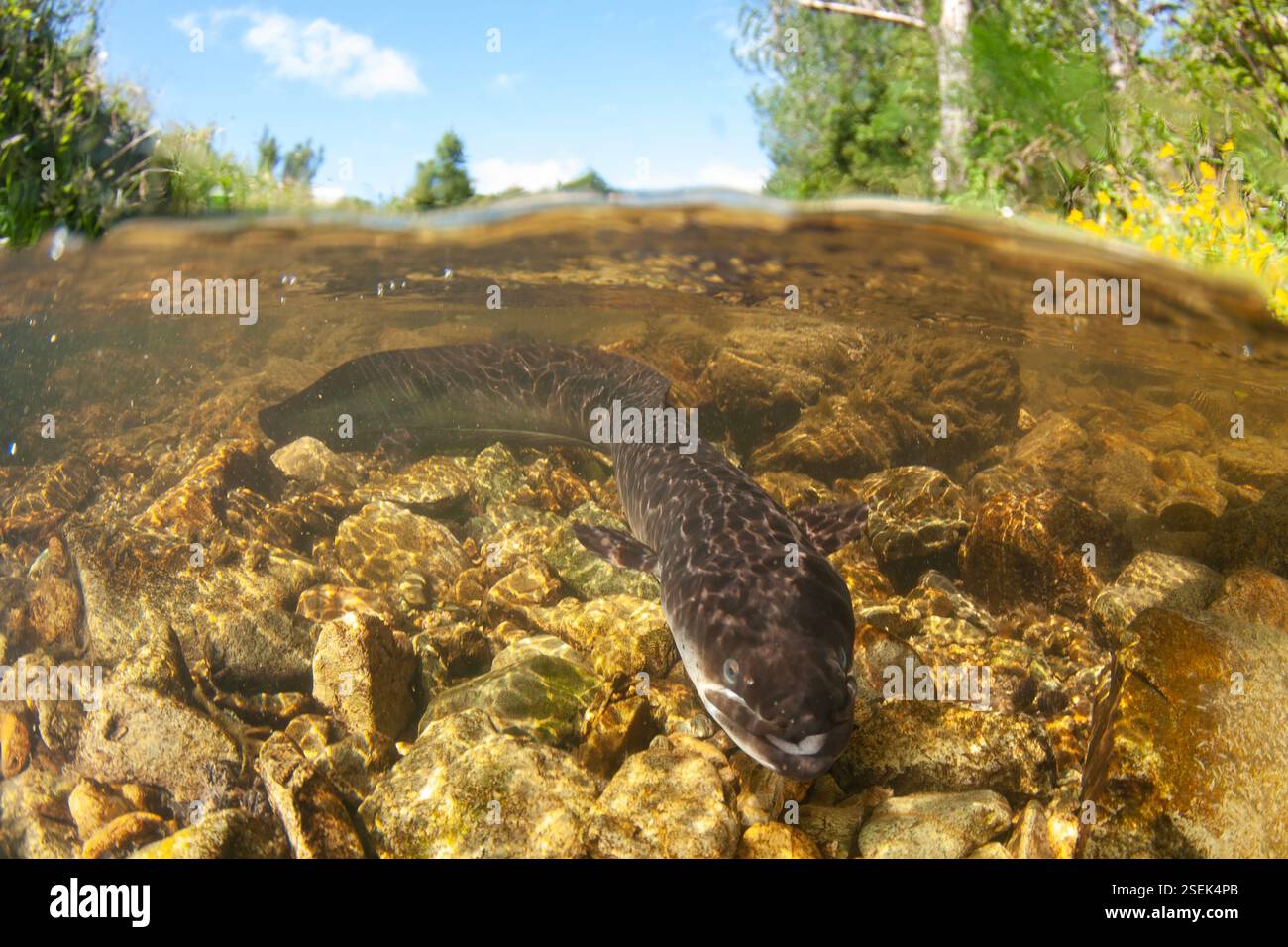 New Zealand Longfin Eel, Anguilla dieffenbachi, in river, Endangered ...