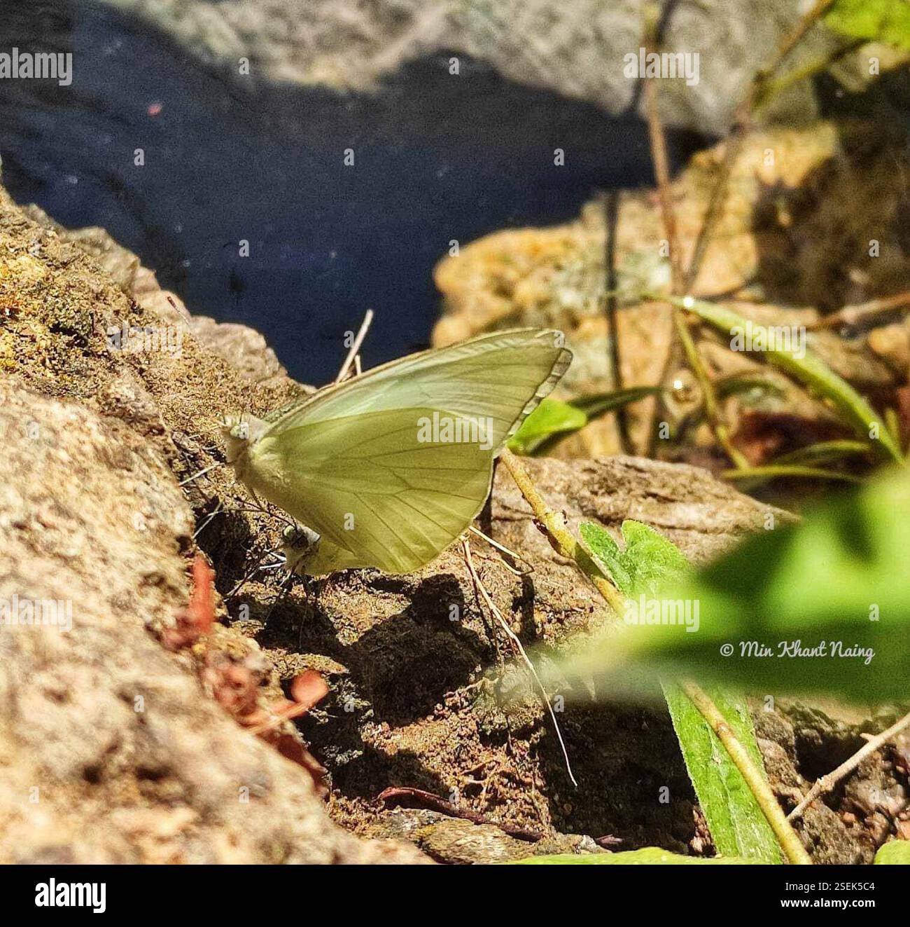 Common Albatross (Appias albina), Insecta, Hpa-An Stock Photo - Alamy