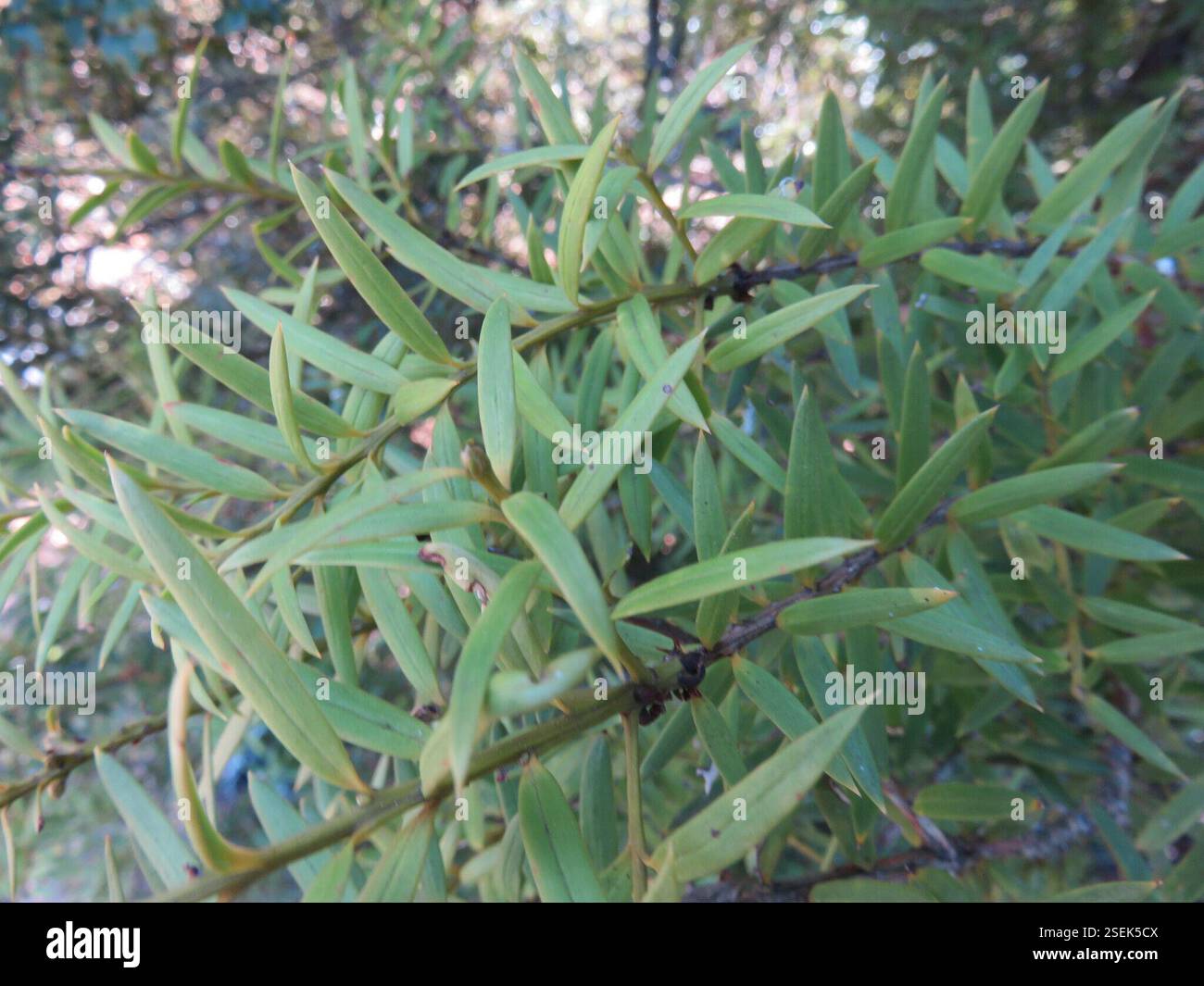 Tōtara (Podocarpus totara), Plantae, Manapouri 9679, New Zealand Stock ...