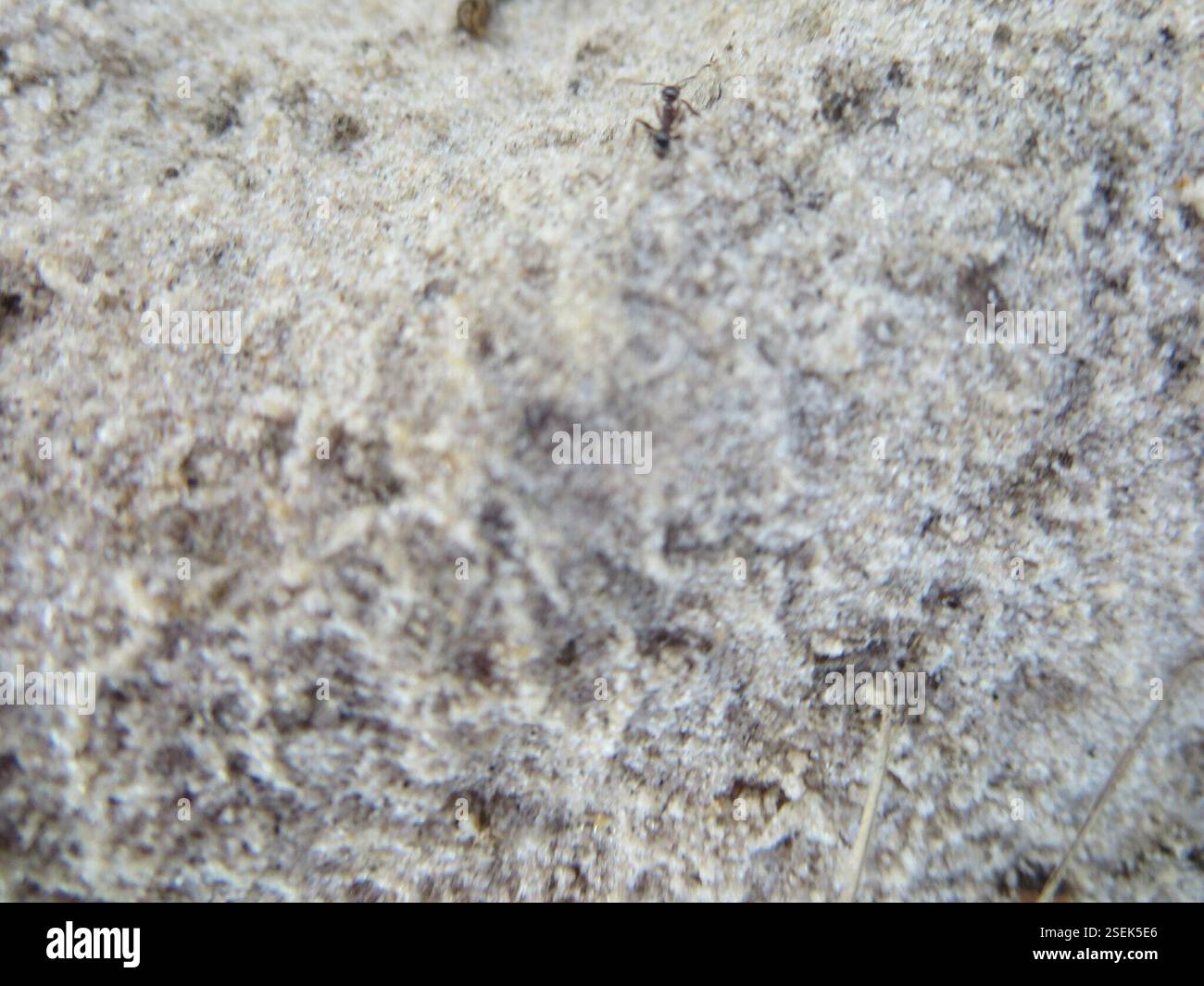 Large Imported Big-headed Ant (Pheidole obscurithorax), Insecta ...