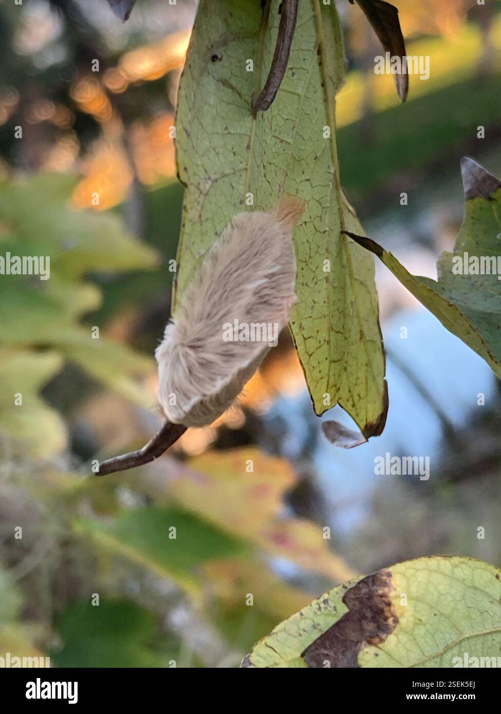 Southern Flannel Moth (Megalopyge opercularis), Insecta, Florida, US ...