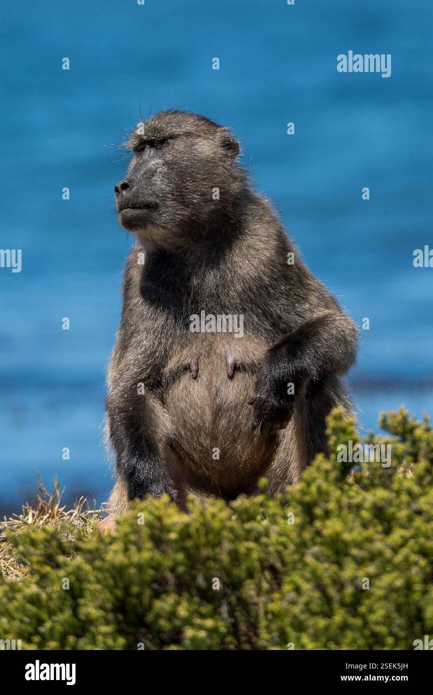Cape Chacma Baboon (Papio ursinus ursinus), Mammalia, Table Mountain ...