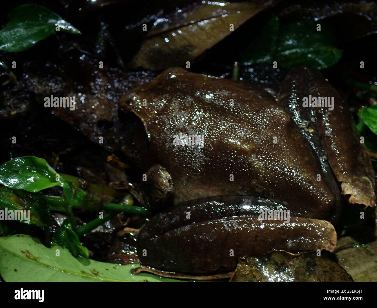 Australasian Barred Frogs (Mixophyes), Amphibia, Mount Carbine QLD 4871 ...