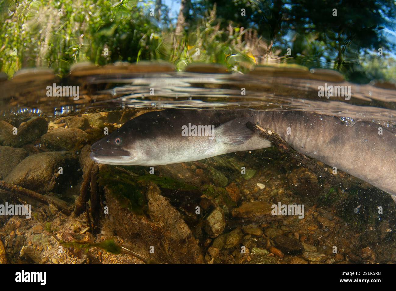 New Zealand Longfin Eel, Anguilla dieffenbachi, in river, Endangered ...