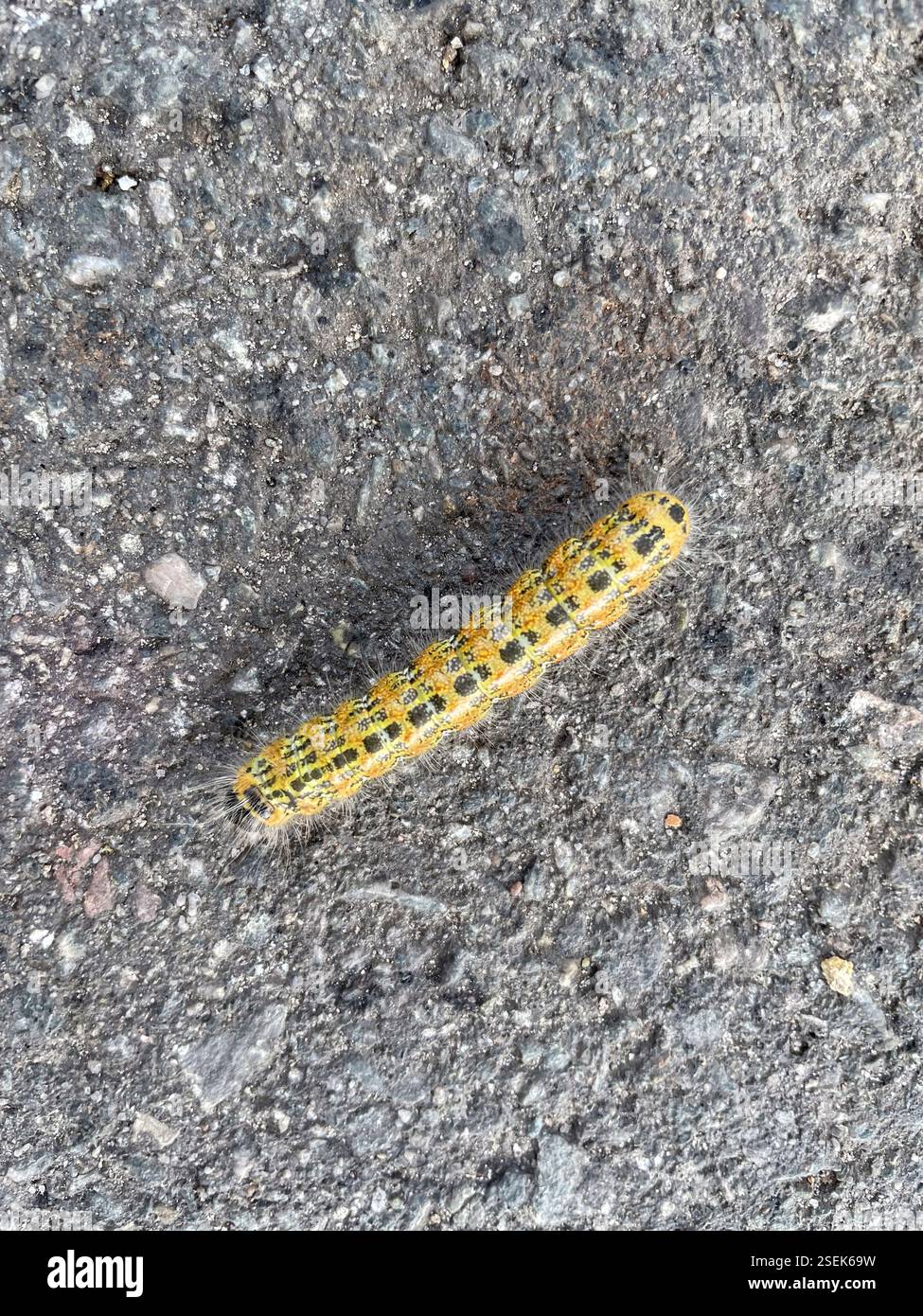 Gelb und schwarze raupe hi-res stock photography and images - Alamy