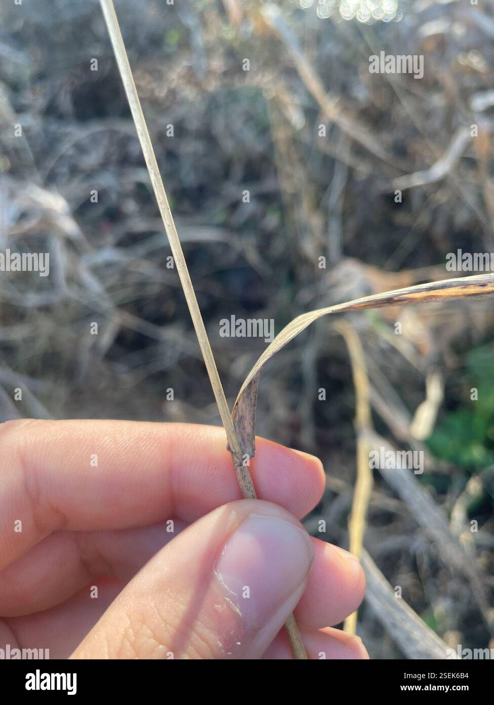 river wild rye (Elymus riparius), Plantae, North Carolina, US Stock ...