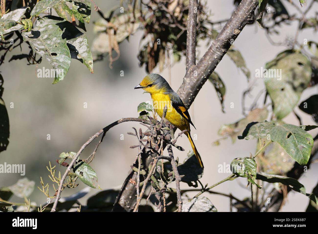 Scarlet Minivet (Pericrocotus speciosus), Aves, Panchkhal, Nepal Stock ...