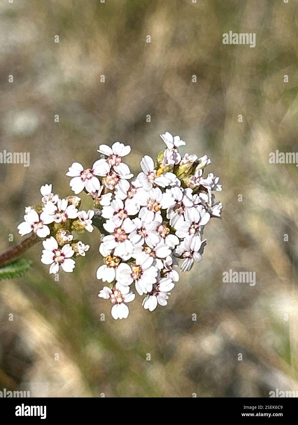 common yarrow (Achillea millefolium), Plantae, Te Waipounamu/South ...