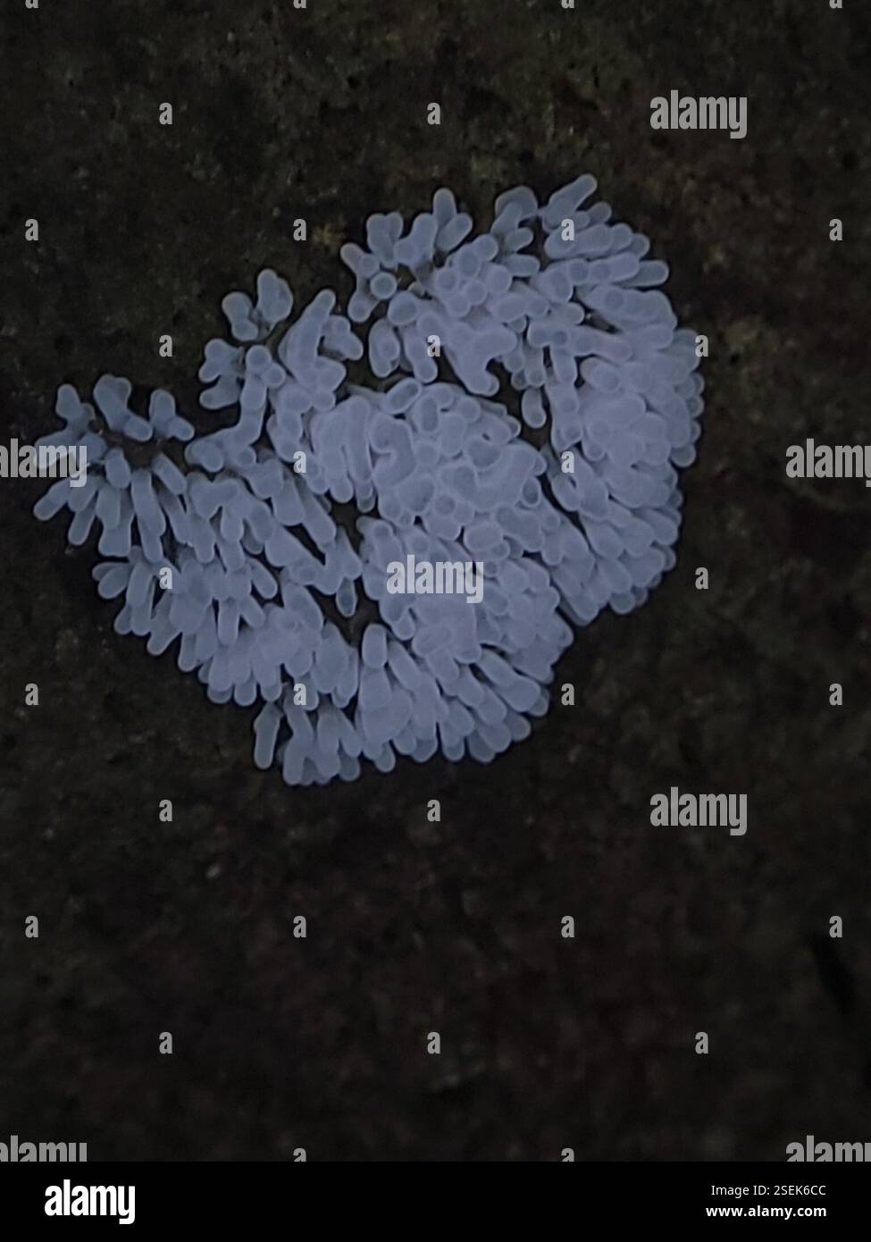 Common Coral Slime (Ceratiomyxa fruticulosa), Protozoa, Portola ...