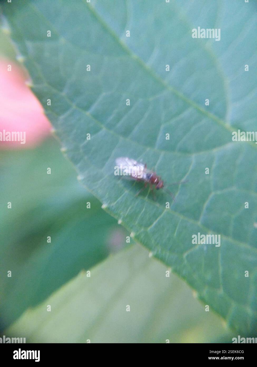 Gall Wasps and Allies (Cynipoidea), Insecta, 0 Windsor Forest, Savannah ...
