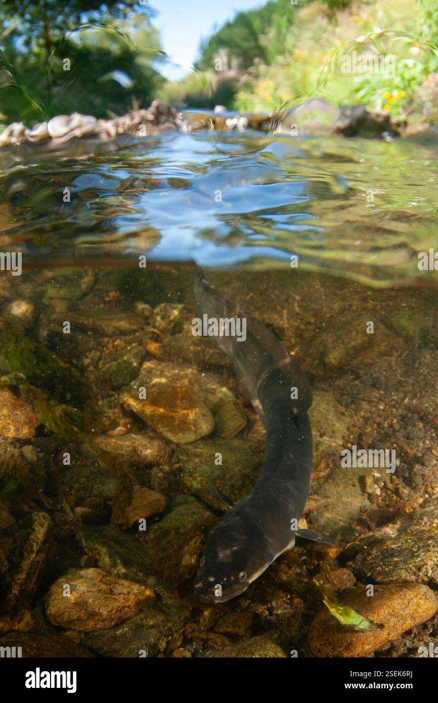 New Zealand Longfin Eel, Anguilla dieffenbachi, in river by weir ...