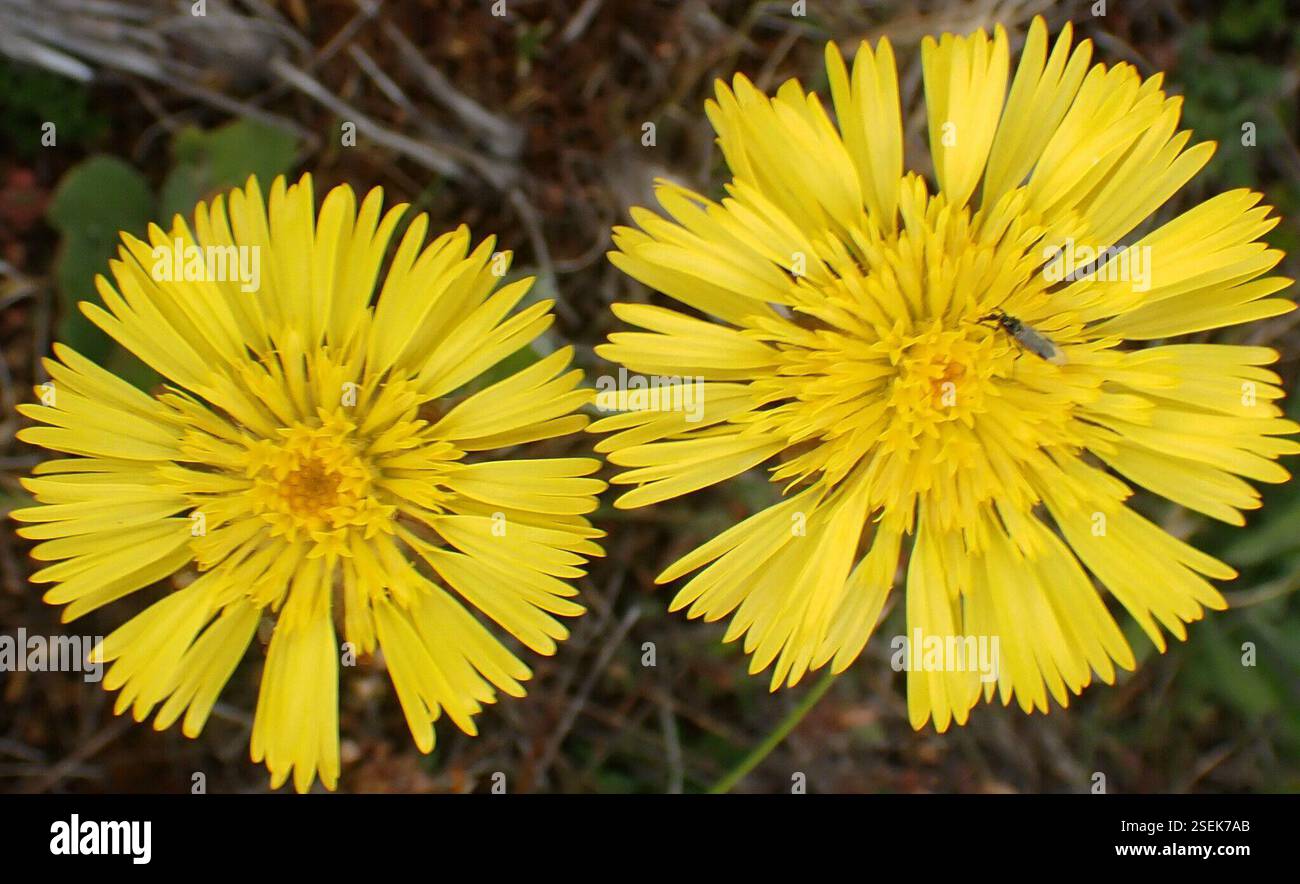 Copper-wire Daisies (Podolepis), Plantae, Tasmania, AU Stock Photo - Alamy