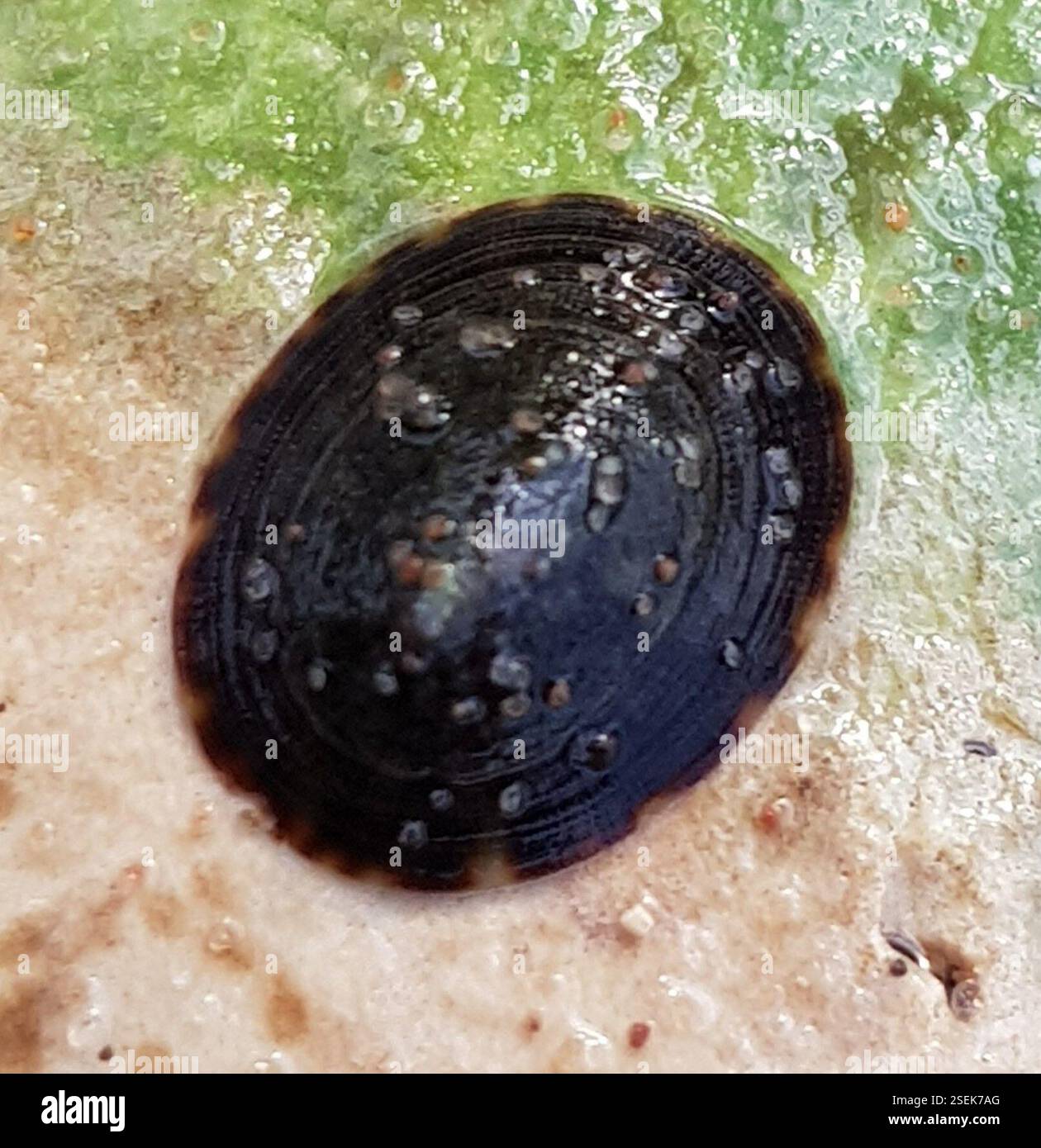 True Limpets (Patellogastropoda), Mollusca, Dunoon, UK Stock Photo - Alamy