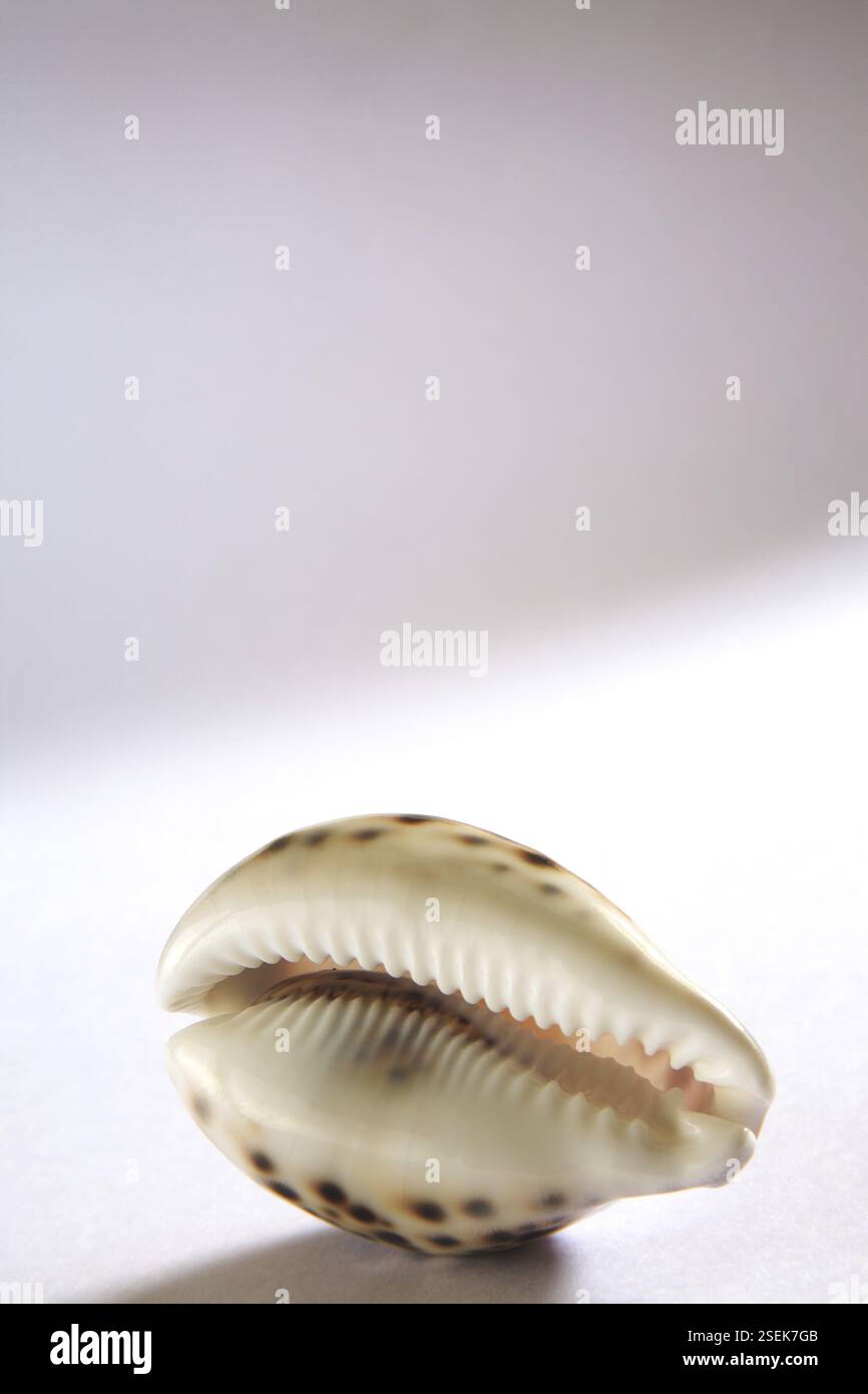 Concept, kaudi shell on white background Stock Photo - Alamy