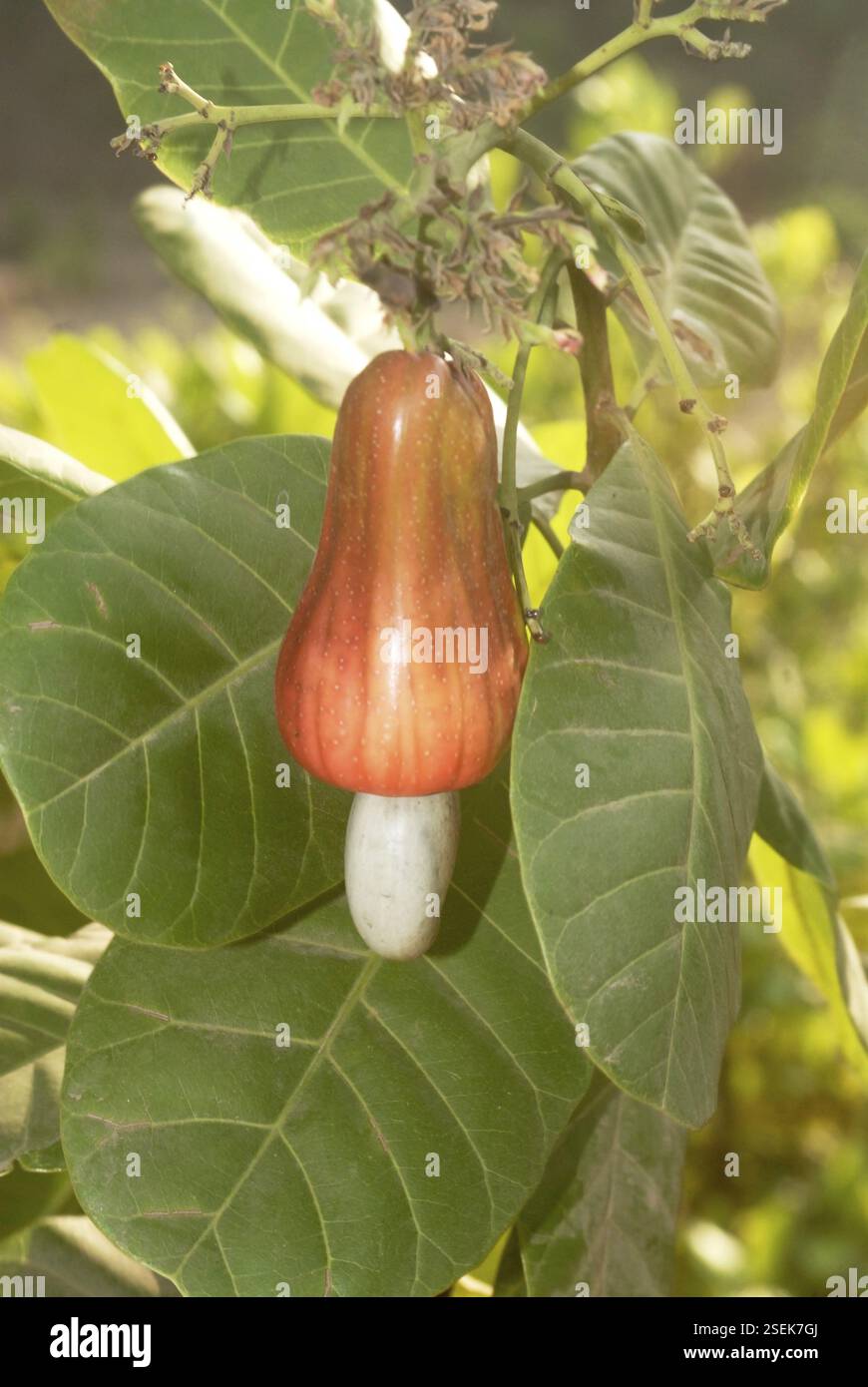 Ripe reddish cashew fruit with seed on tree cash crop, Village ...