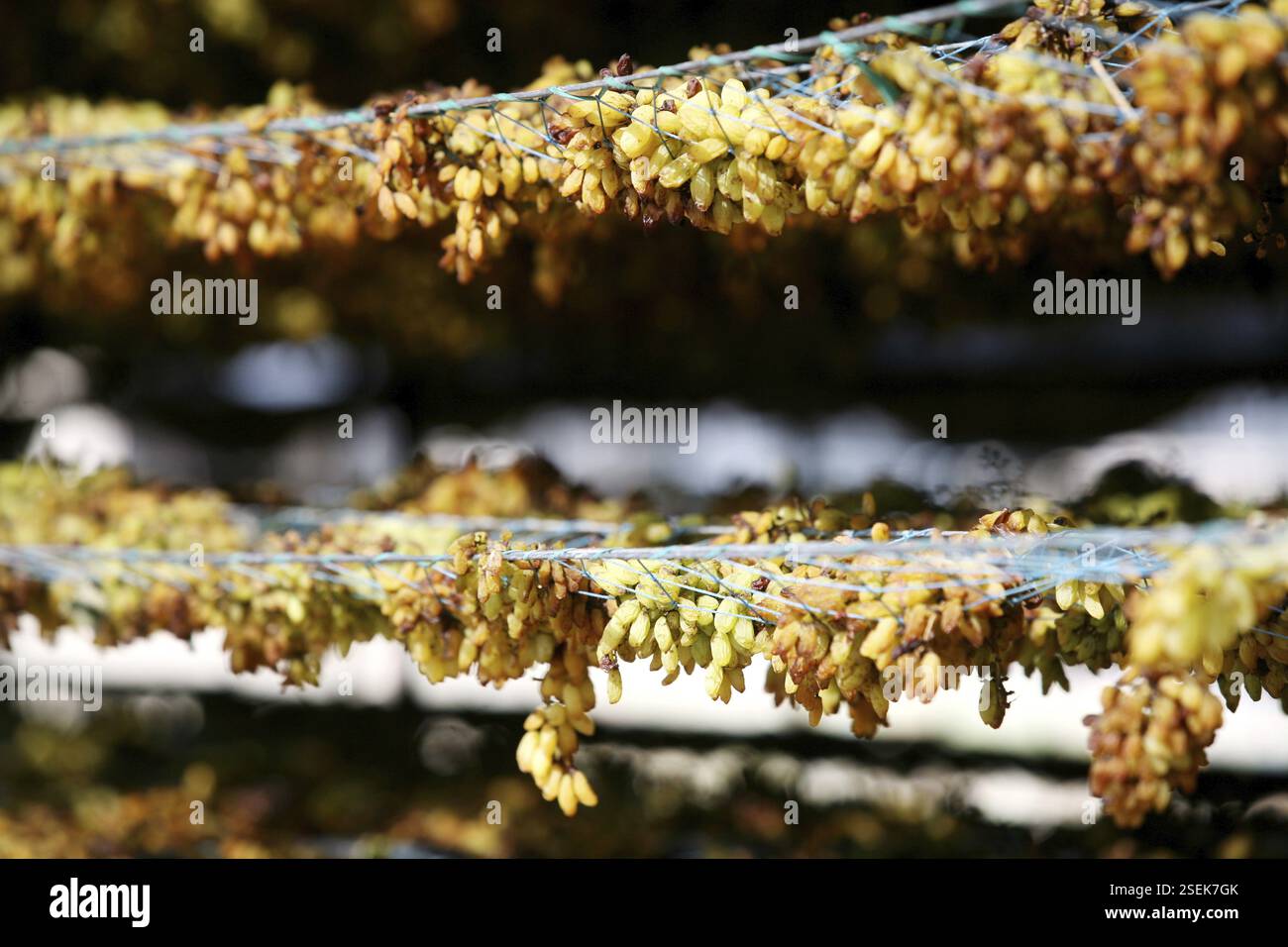India dry fruits hi-res stock photography and images - Alamy