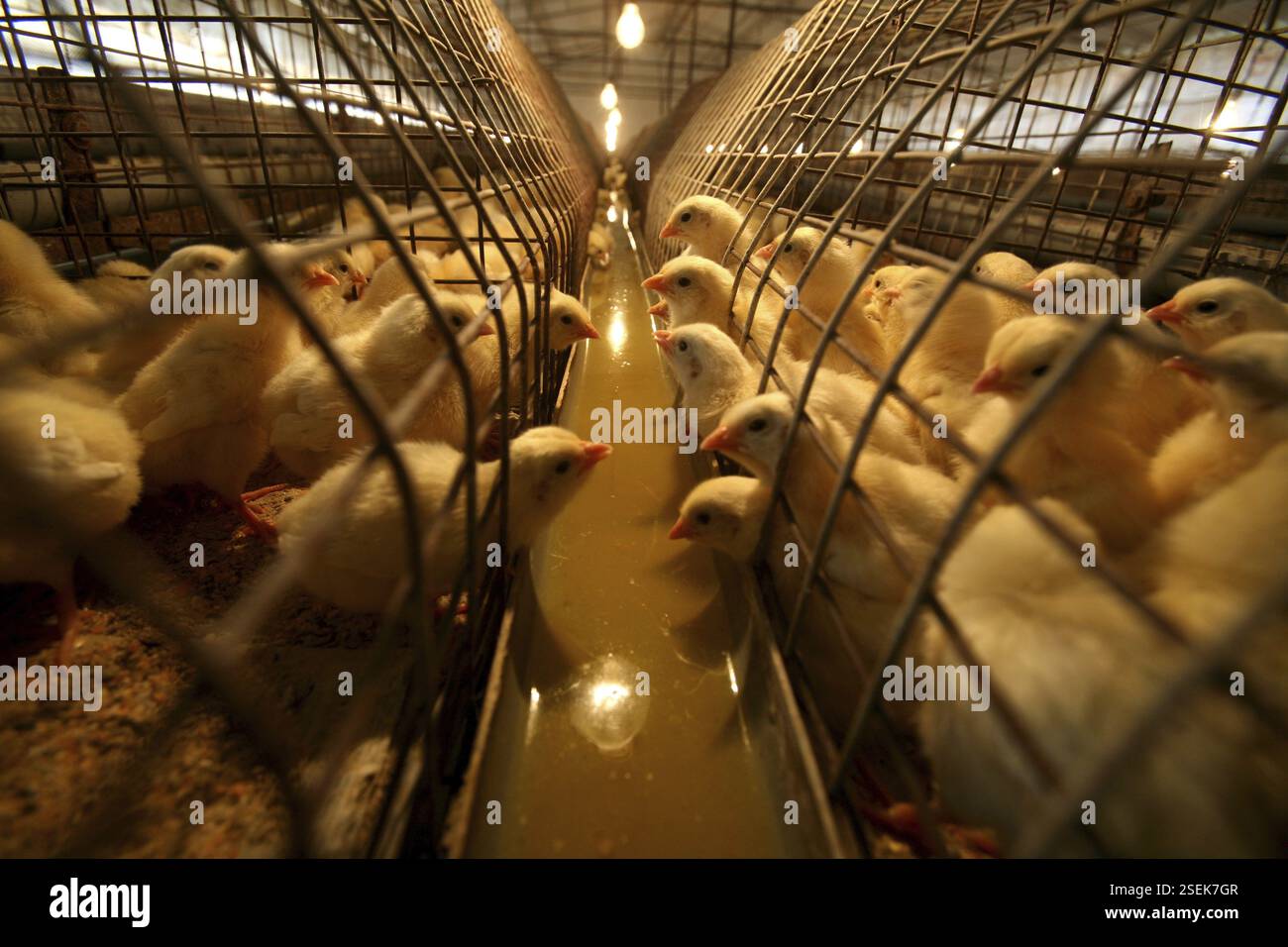 Poultry farm india hi-res stock photography and images - Alamy