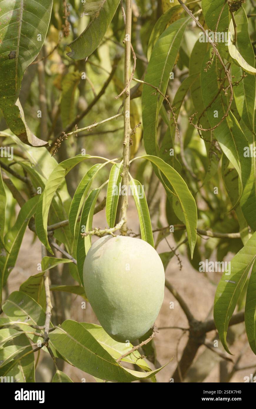 Kairi unripe green mango mangifera indica on tree known as batli aam ...