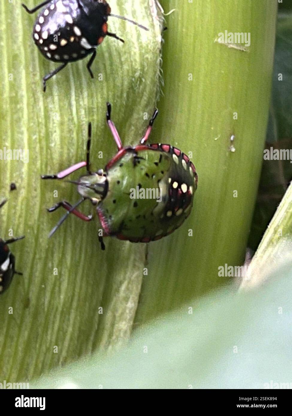 Southern Green Stink Bug (Nezara viridula), Insecta, Auckland, NZ Stock ...