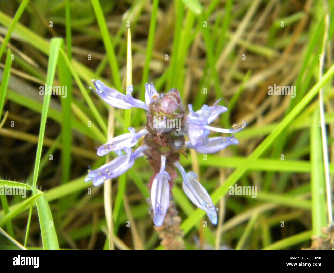 Lobster flower (Coleus neochilus), Plantae, Kirstenhof, Cape Town, 7945 ...
