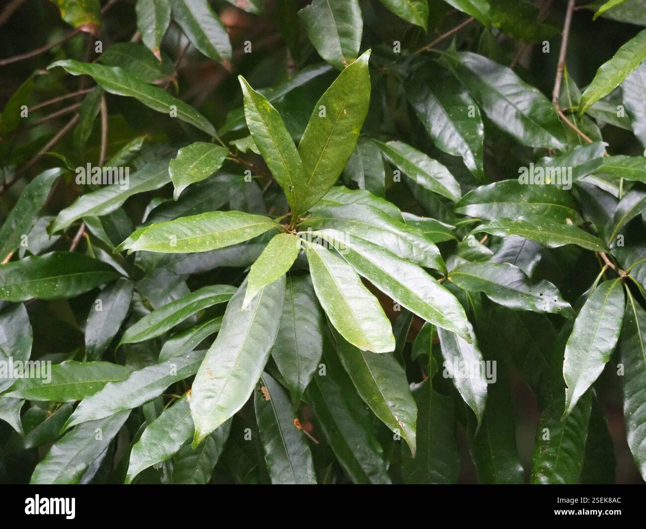 (Lithocarpus brevicaudatus), Plantae, 台灣南投縣 Stock Photo - Alamy